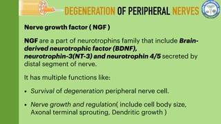 Degeneration and regeneration of peripheral nerves.pdf