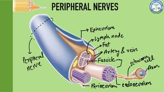 Degeneration and regeneration of peripheral nerves.pdf