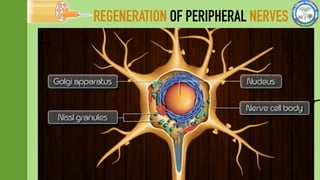 Degeneration and regeneration of peripheral nerves.pdf
