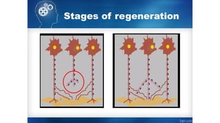 DEGENERATION & REGENERATION IN NEURONS.pptx