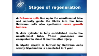 DEGENERATION & REGENERATION IN NEURONS.pptx