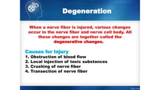DEGENERATION & REGENERATION IN NEURONS.pptx