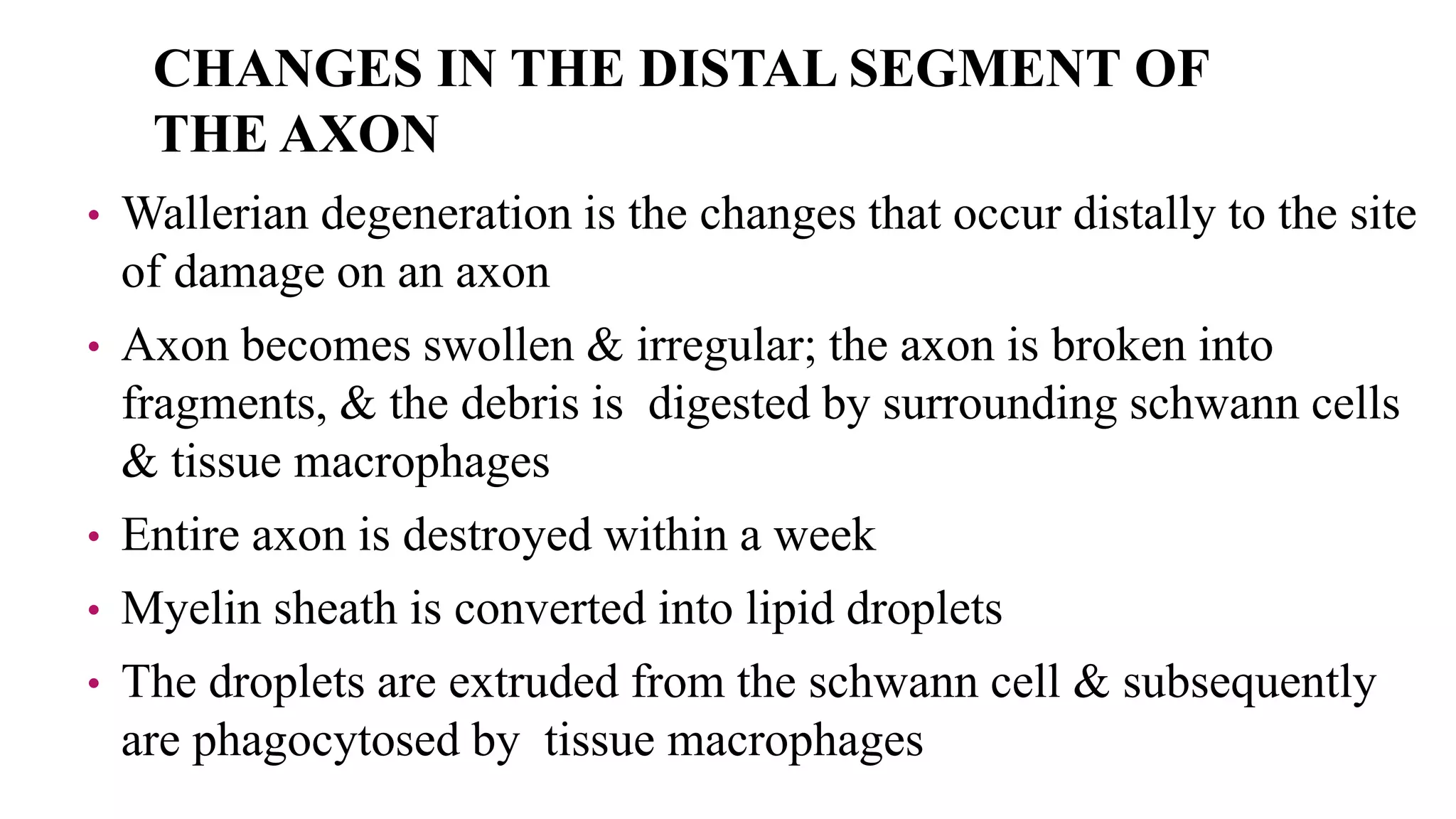 Degeneration & regeneration of nerve fiber.ppt by Dr. PANDIAN M. | PPT