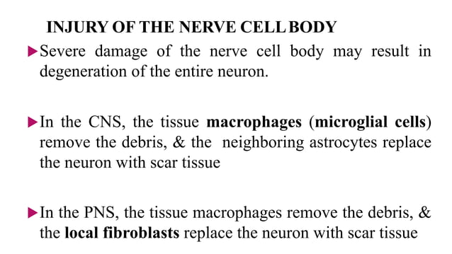 Degeneration & regeneration of nerve fiber.ppt by Dr. PANDIAN M. | PPT | Brain and Nervous ...