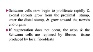 Degeneration & regeneration of nerve fiber.ppt by Dr. PANDIAN M. | PPT