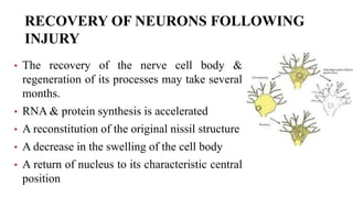 Degeneration & regeneration of nerve fiber.ppt by Dr. PANDIAN M. | PPT