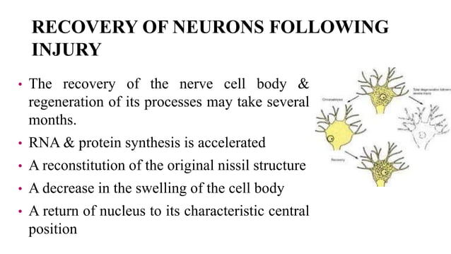 Degeneration & regeneration of nerve fiber.ppt by Dr. PANDIAN M. | PPT | Brain and Nervous ...