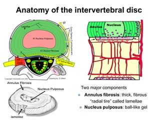 Degenerative Spine Diseases.ppt