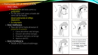 Deglucion fisiopatologia y exploracion para subir | PPTX