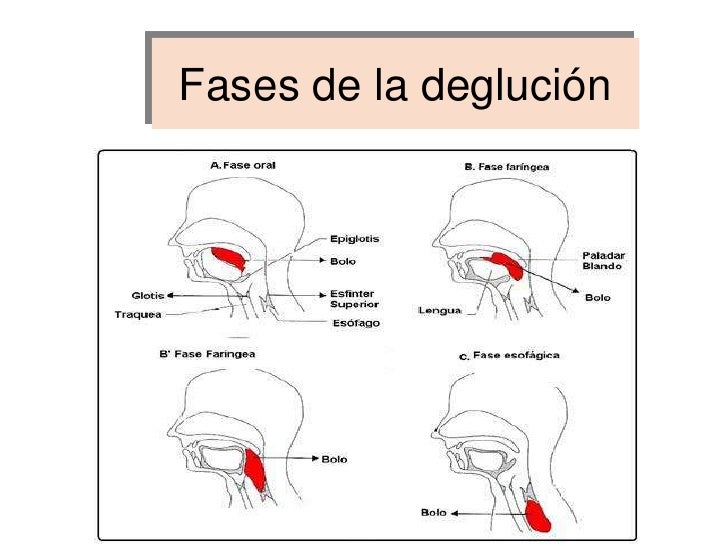 Deglucionnormal