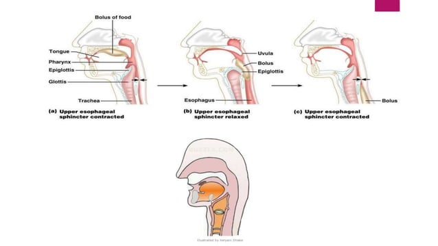 Deglutition | PPTX