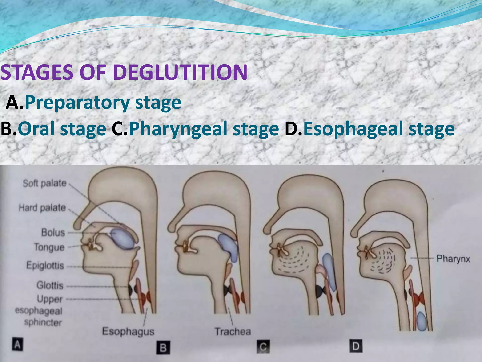 Deglutition or Swallowing | PPTX
