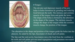 Deglutition.pptx | Lung and Respiratory Health | Diseases and Conditions
