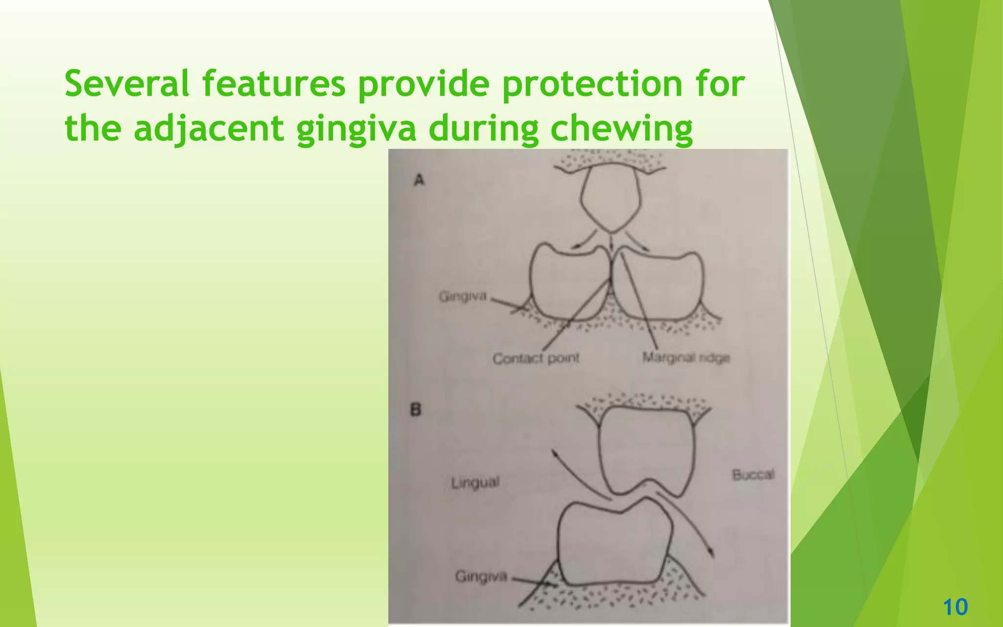 Deglutition and Chewing cycle _Dr. Pratistha | PDF