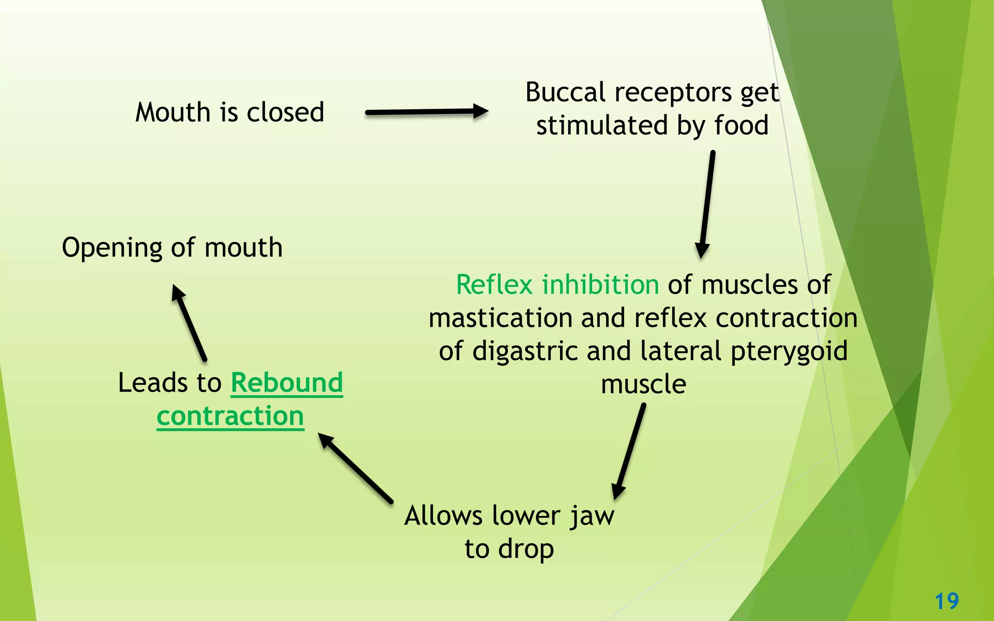 Deglutition and Chewing cycle _Dr. Pratistha | PDF | Dental Health ...