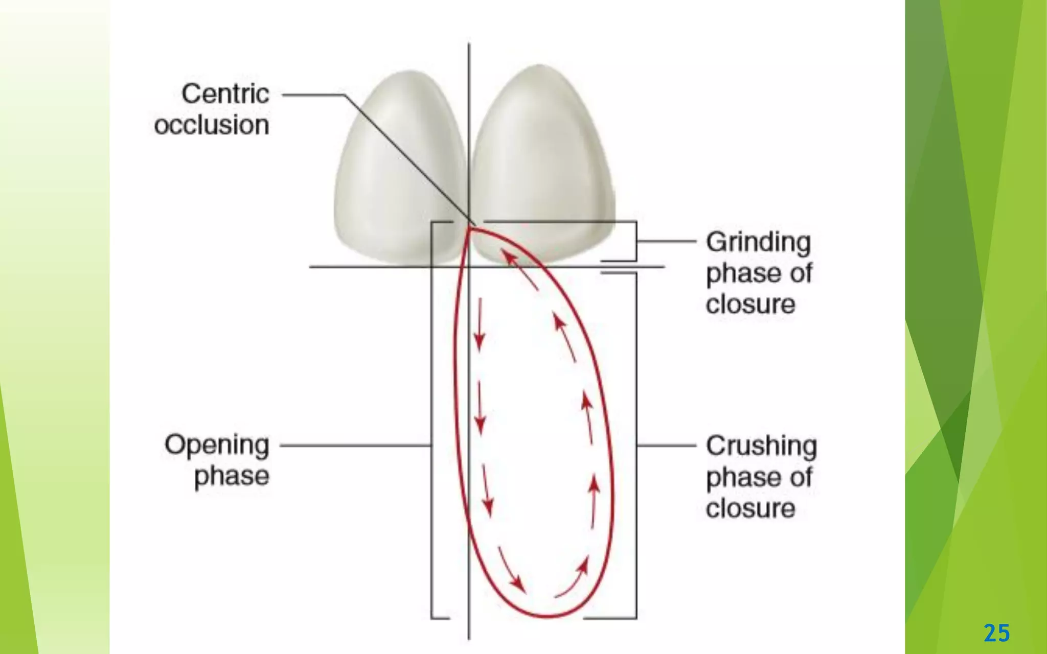 Deglutition and Chewing cycle _Dr. Pratistha | PDF | Dental Health ...