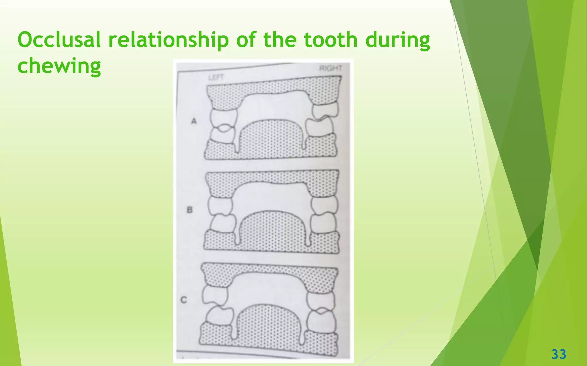 Deglutition and Chewing cycle _Dr. Pratistha | PDF