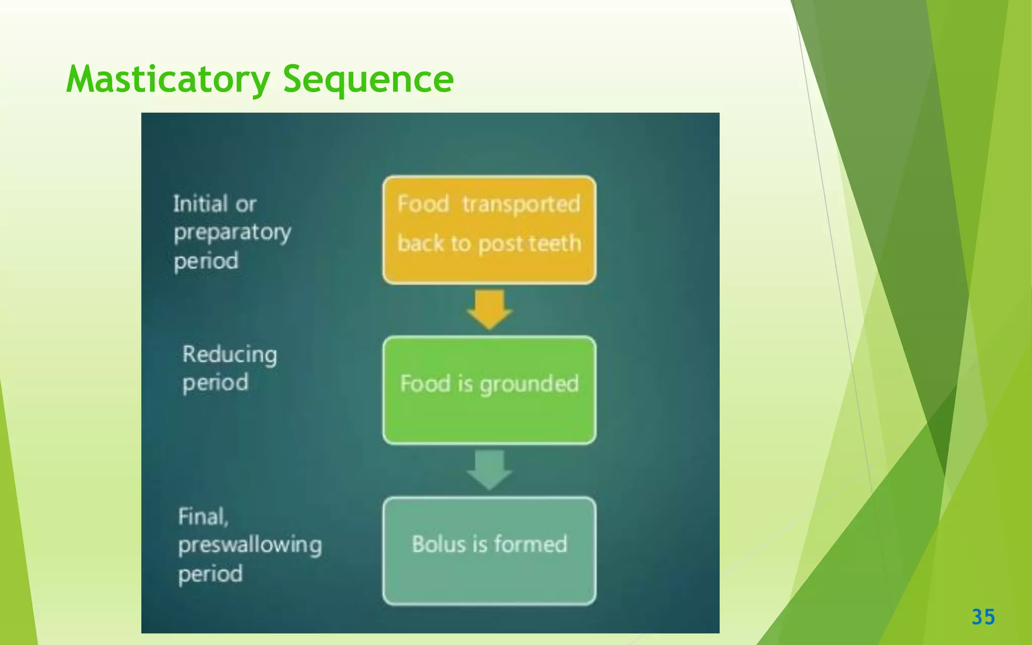 Deglutition and Chewing cycle _Dr. Pratistha | PDF