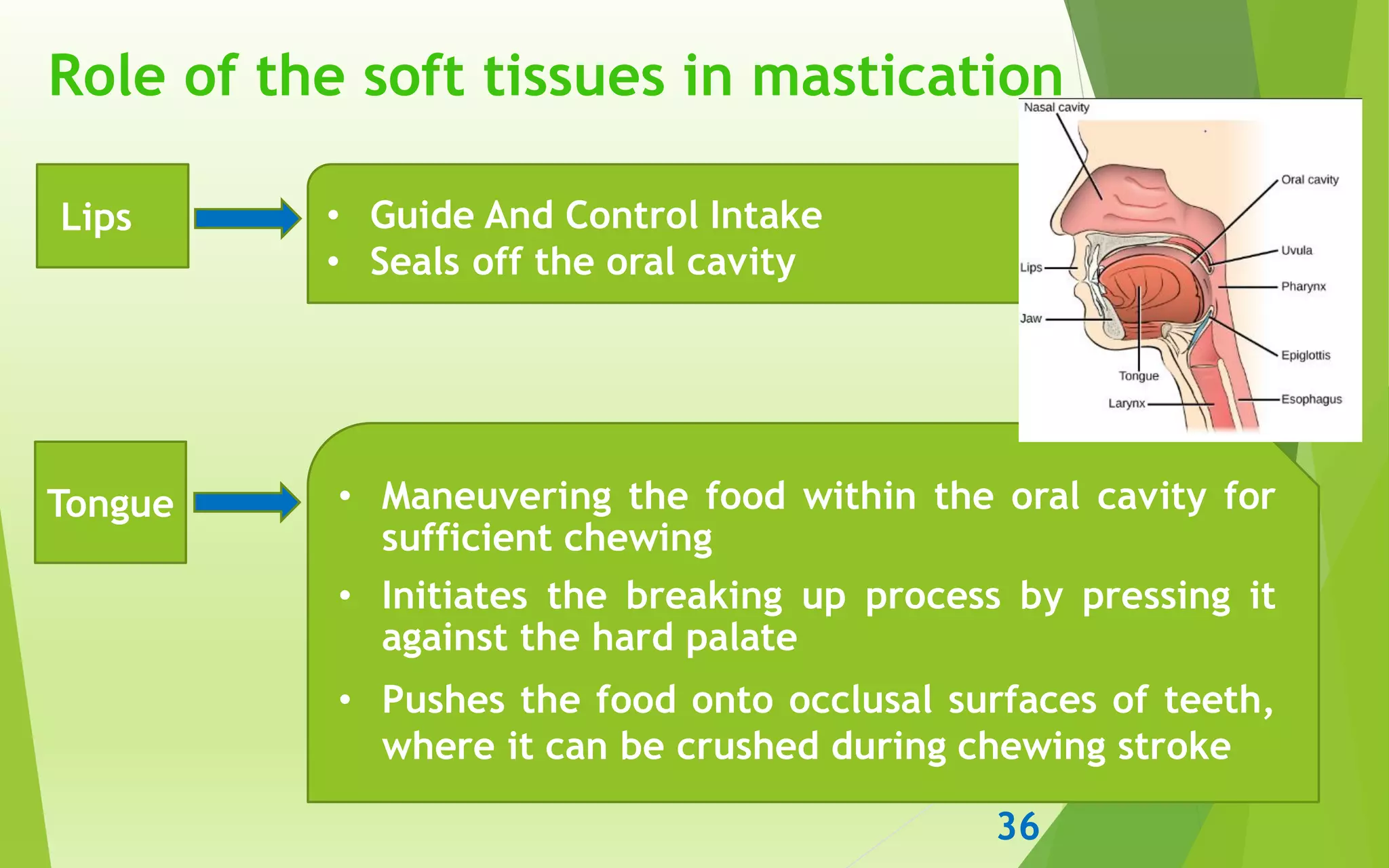 Deglutition and Chewing cycle _Dr. Pratistha | PDF | Dental Health ...