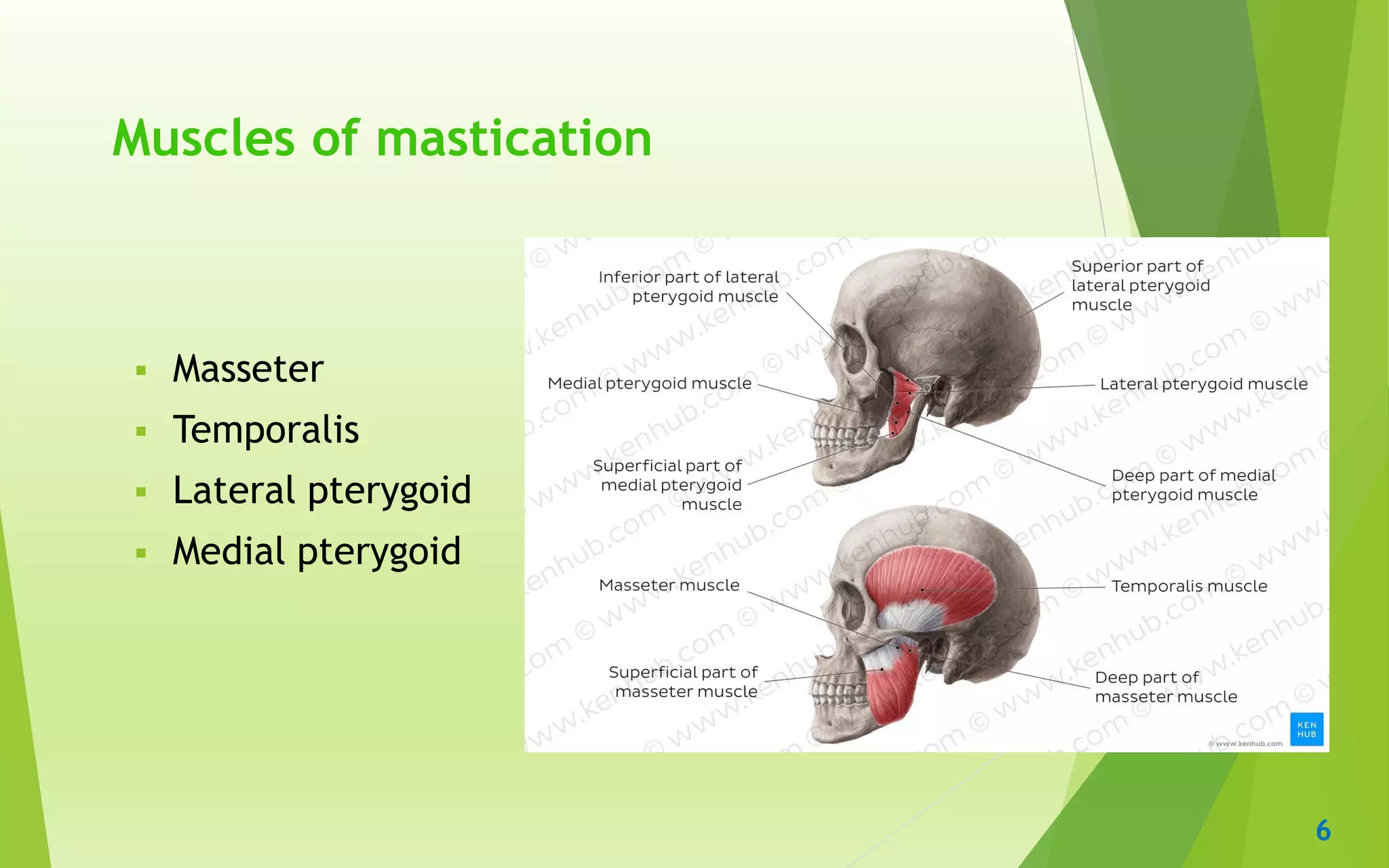 Deglutition and Chewing cycle _Dr. Pratistha | PDF | Dental Health ...