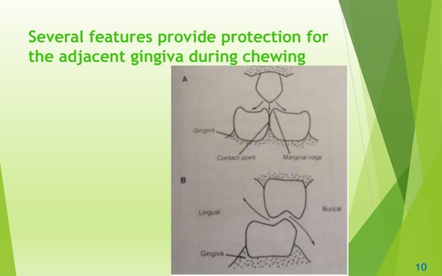 Deglutition and Chewing cycle _Dr. Pratistha | PDF | Dental Health ...