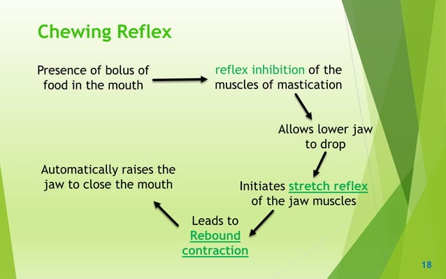 Deglutition and Chewing cycle _Dr. Pratistha | PDF | Dental Health ...