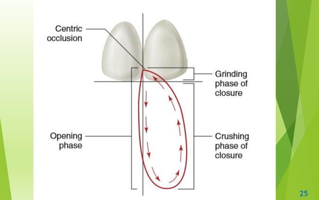 Deglutition and Chewing cycle _Dr. Pratistha | PDF | Dental Health ...