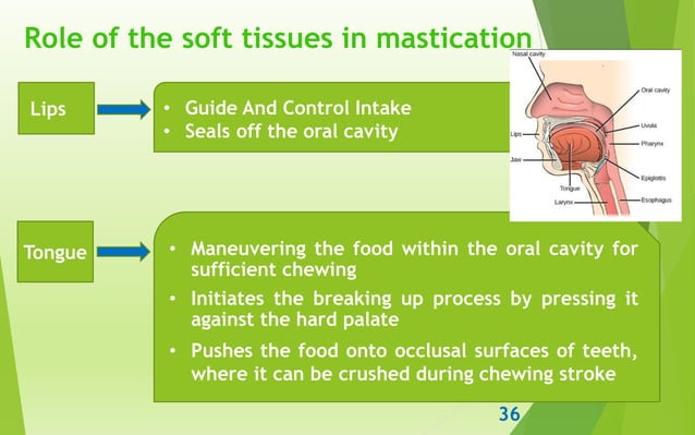 Deglutition and Chewing cycle _Dr. Pratistha | PDF | Dental Health ...