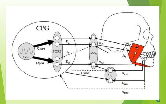 Deglutition and Chewing cycle _Dr. Pratistha | PDF | Dental Health ...