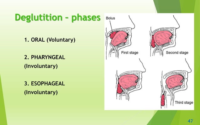 Deglutition and Chewing cycle _Dr. Pratistha | PDF | Dental Health ...