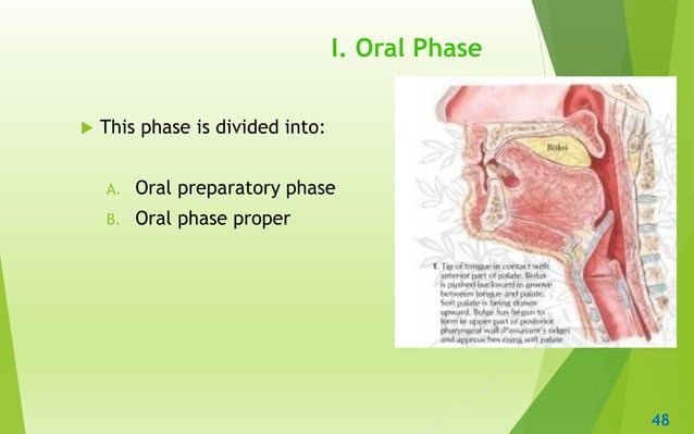 Deglutition and Chewing cycle _Dr. Pratistha | PDF | Dental Health ...