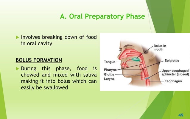 Deglutition and Chewing cycle _Dr. Pratistha | PDF | Dental Health ...