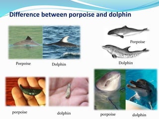 Porpoise similar to dolphin Family phocoenidae | PPTX