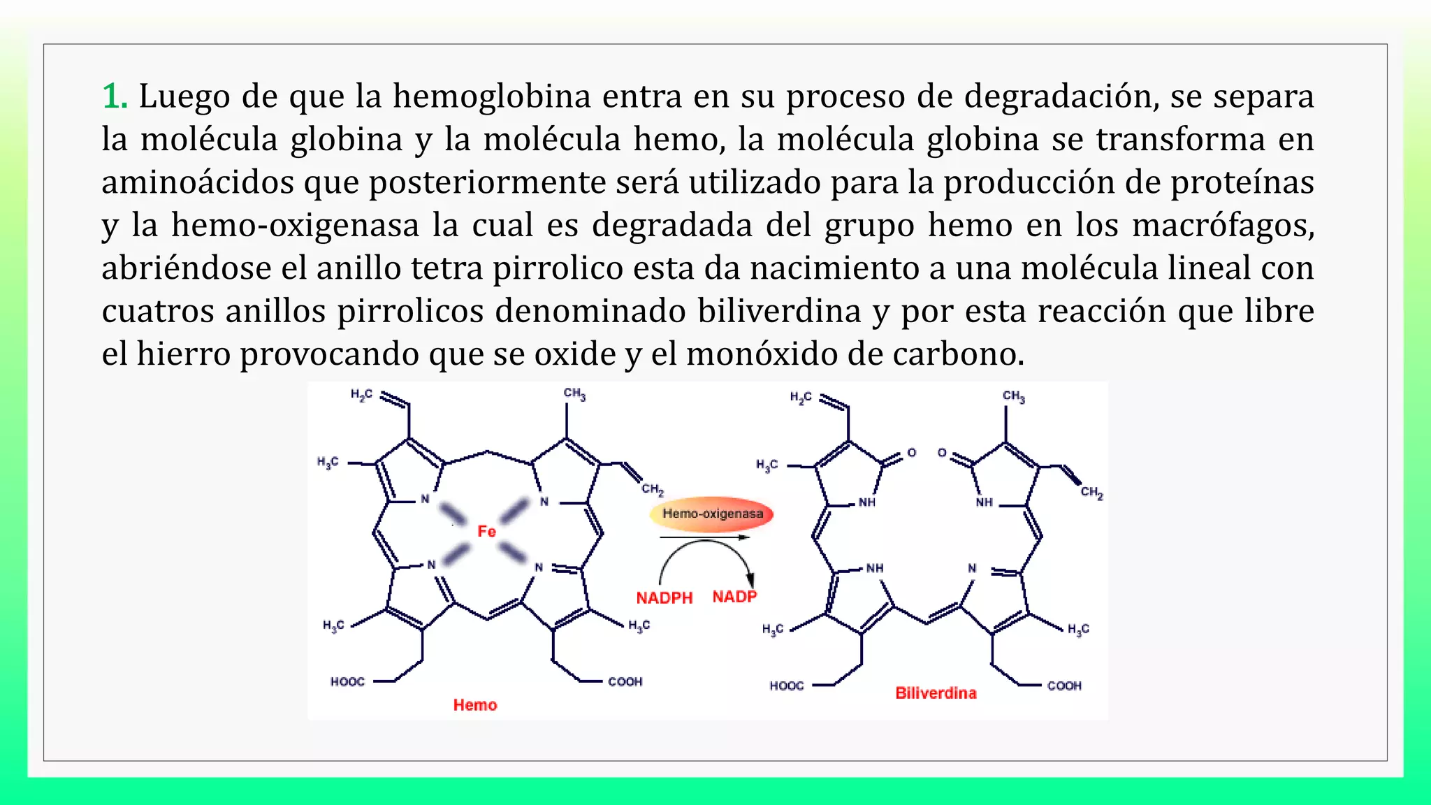 Degradación de la hemoglobina | PPTX