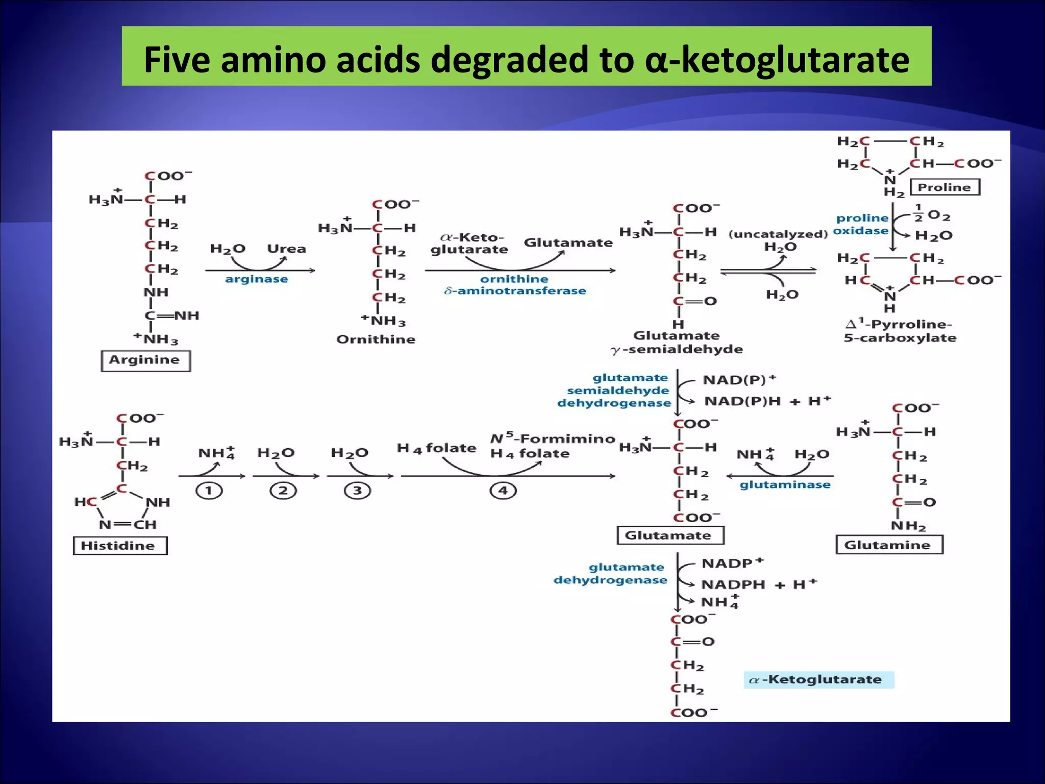 Degradasi oksidatif asam amino | PPT
