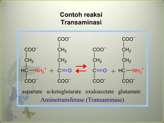 Degradasi oksidatif asam amino | PPT