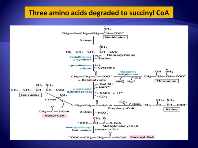 Degradasi oksidatif asam amino | PPT