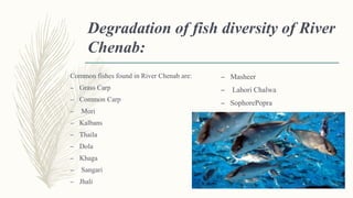 Degradation of Aquatic Habitat in Punjab, Pakistan | PPTX