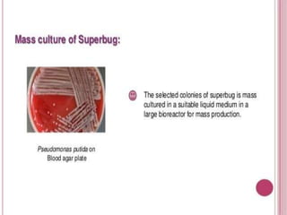 Pseudomonas Putida On Agar