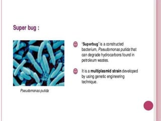 Pseudomonas Putida In Bioremediation