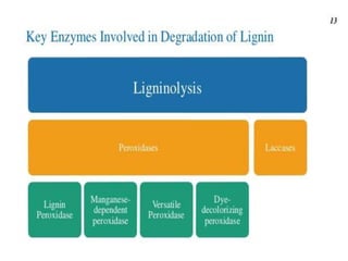 Degradation of lignin and cellulose using microbes | PPTX