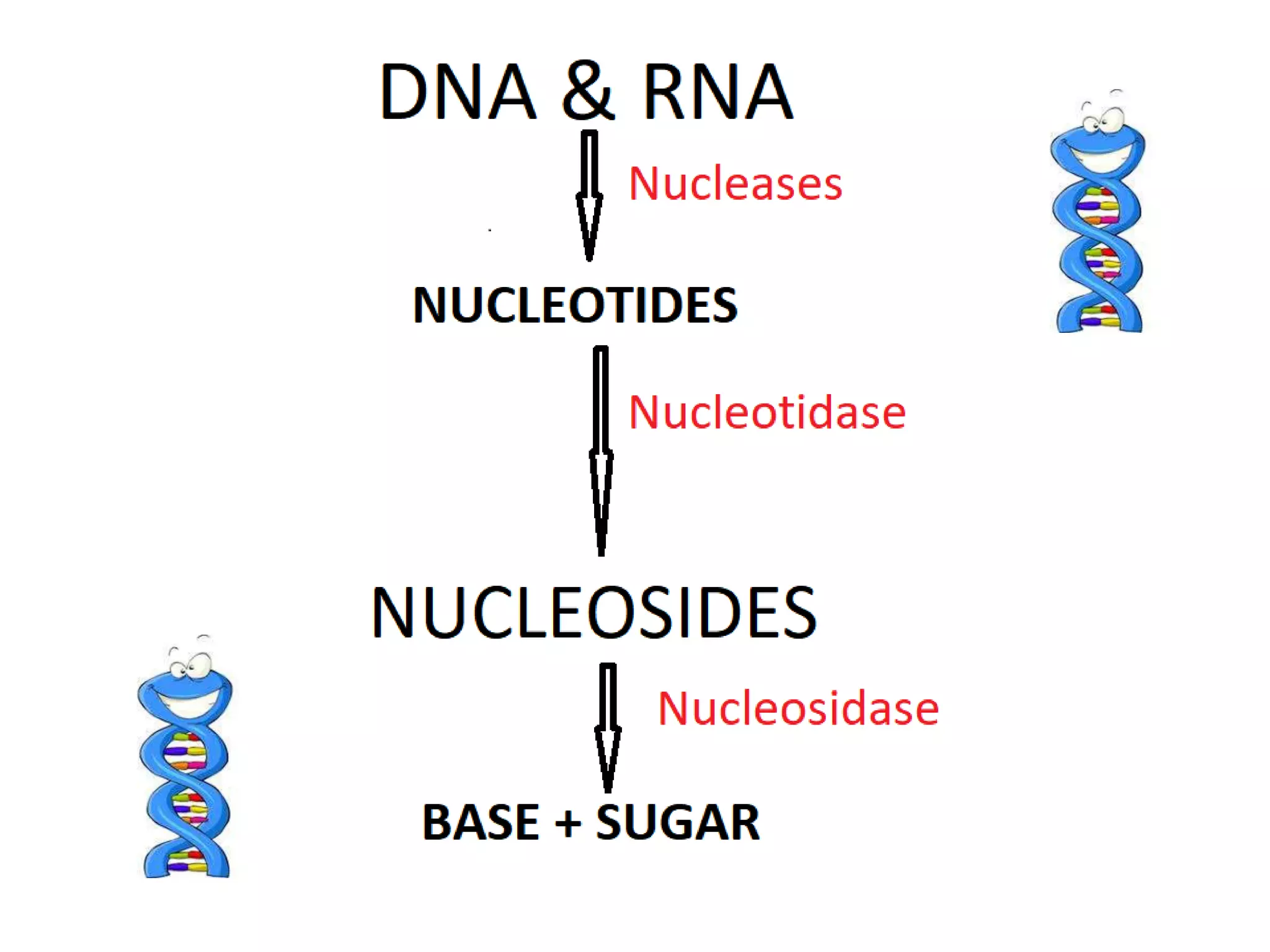 Degradation of Nucleic acids.pptx