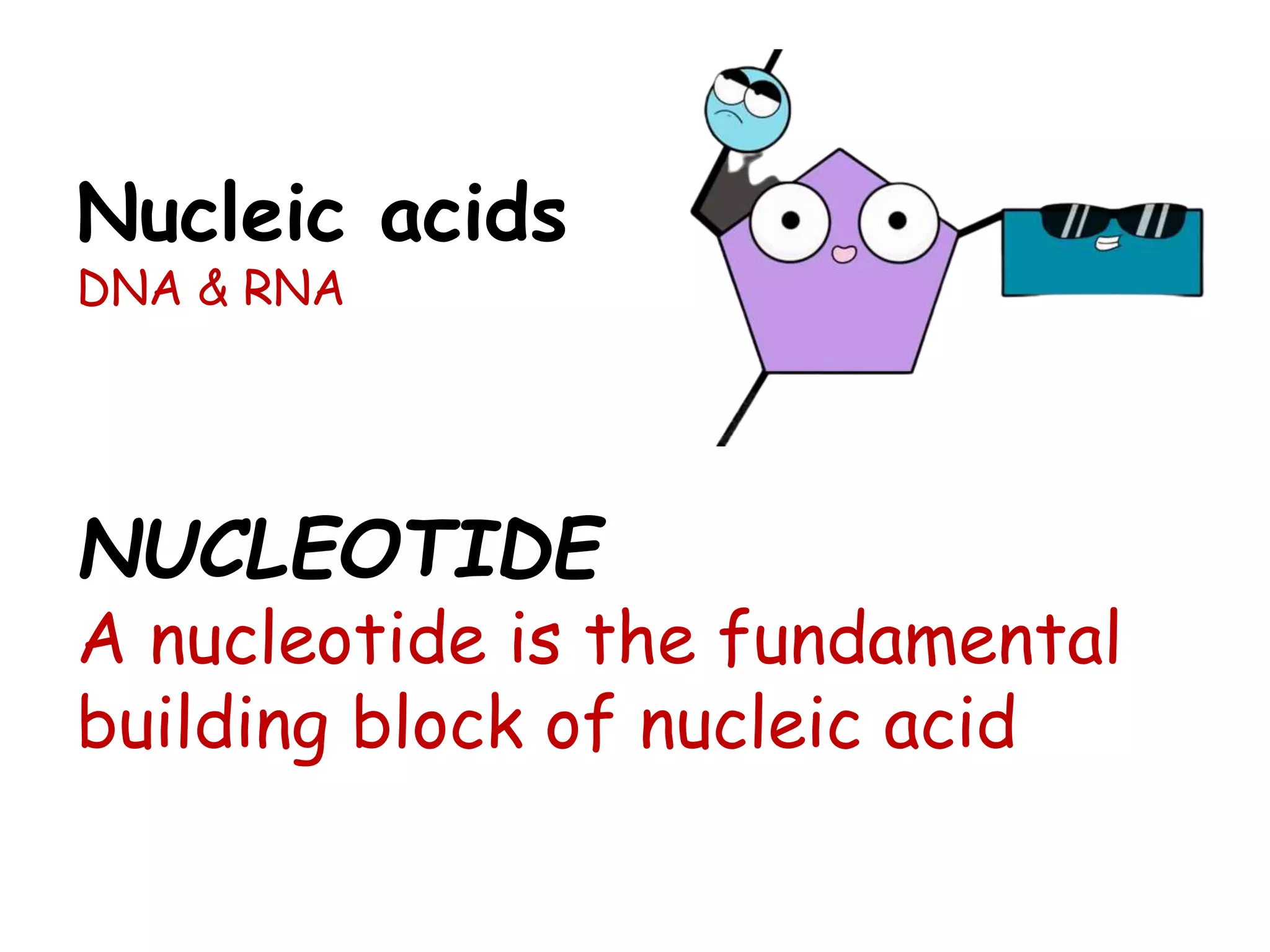 Degradation of Nucleic acids.pptx