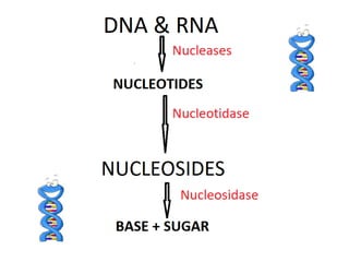 Degradation of Nucleic acids.pptx