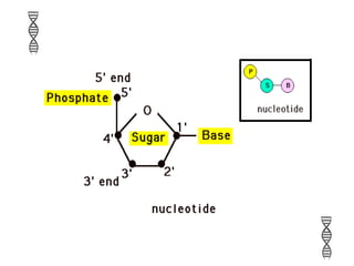 Degradation of Nucleic acids.pptx