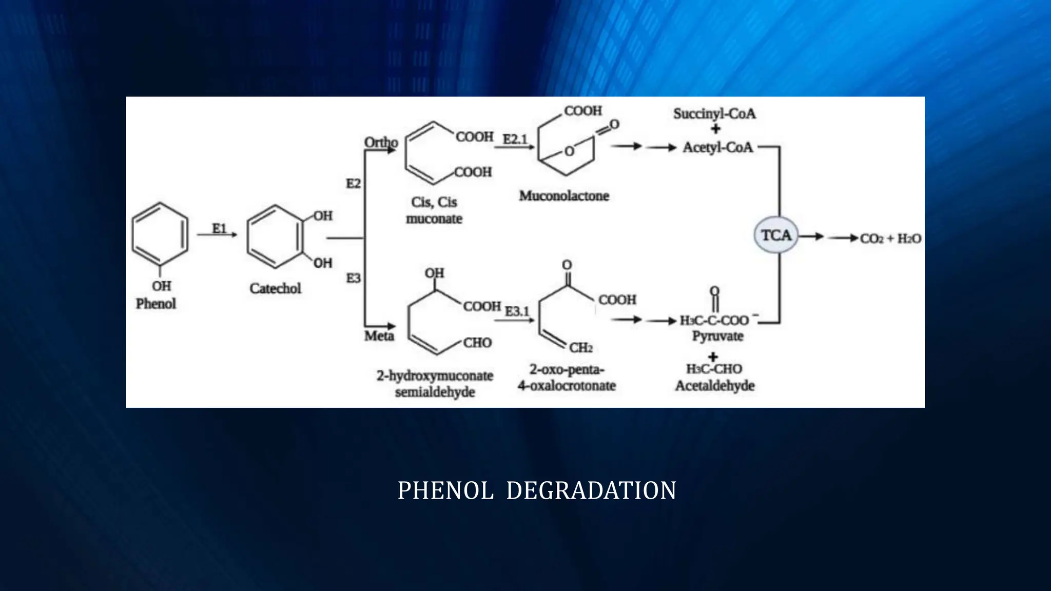 degradation of phenols and chlorophenols | PPTX