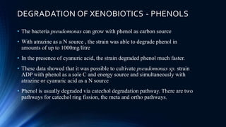 degradation of phenols and chlorophenols | PPTX
