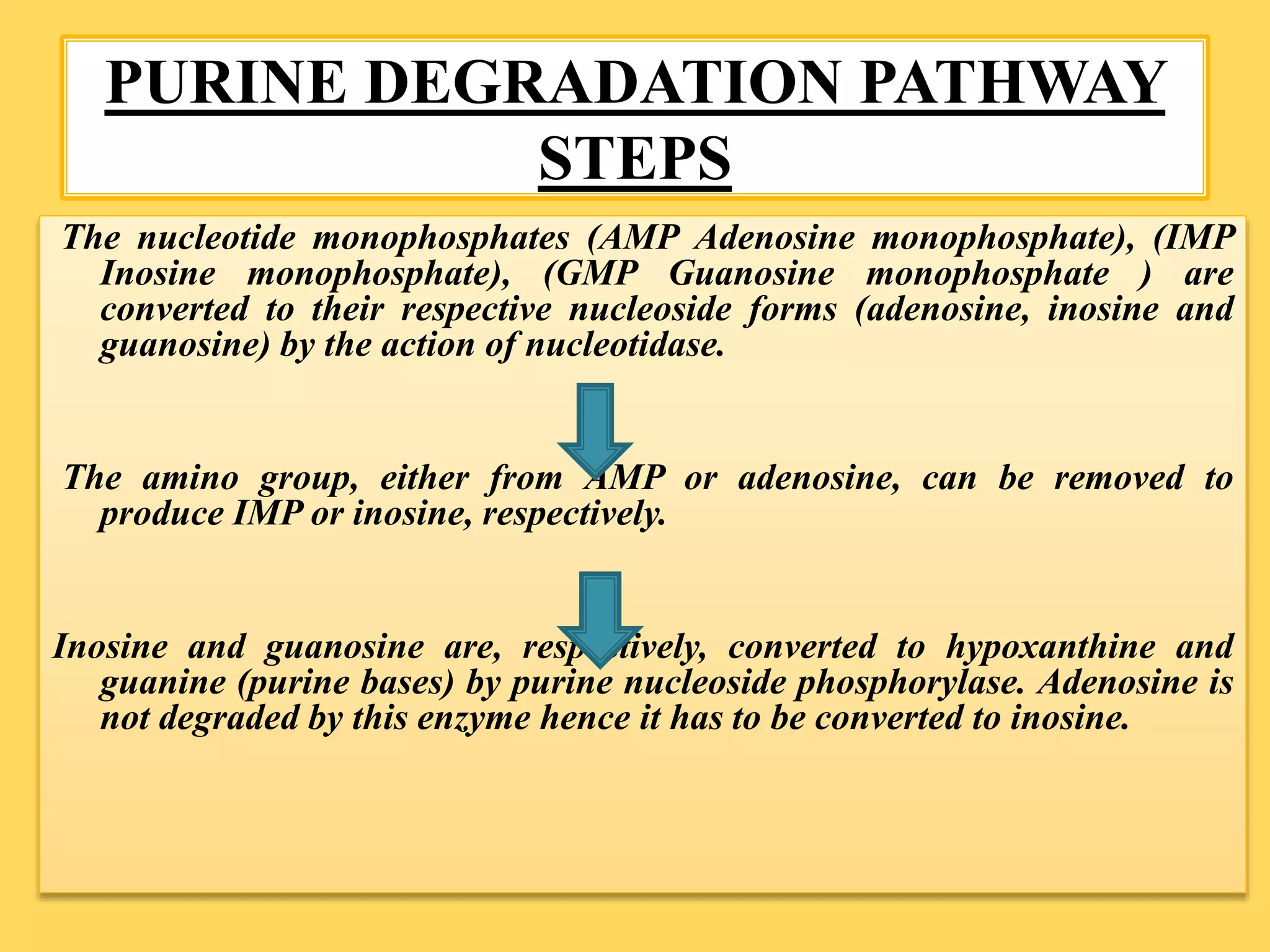 DEGRADATION OF PURINE PPT original-2.pptx
