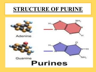 DEGRADATION OF PURINE PPT original-2.pptx