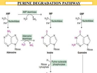DEGRADATION OF PURINE PPT original-2.pptx